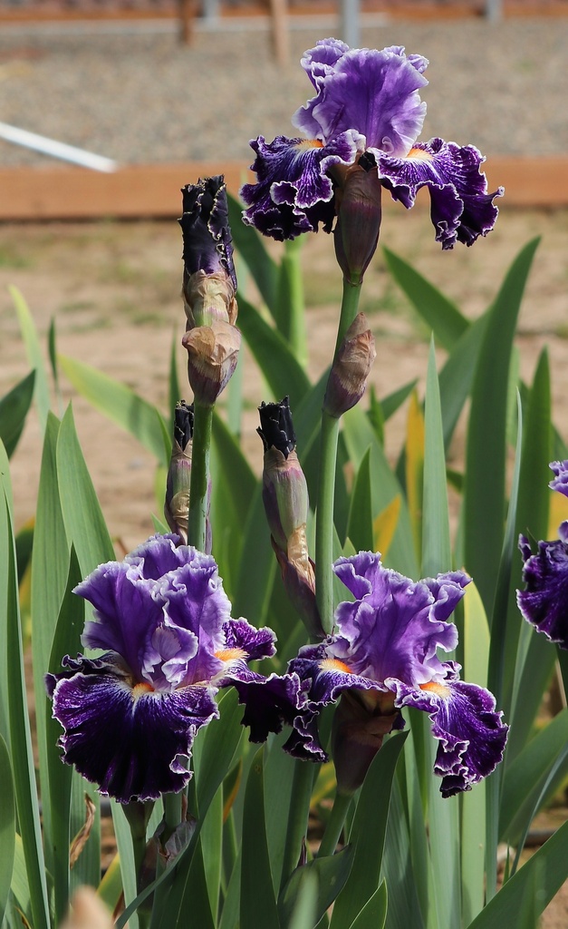 Gone Viral | Mid-America Garden